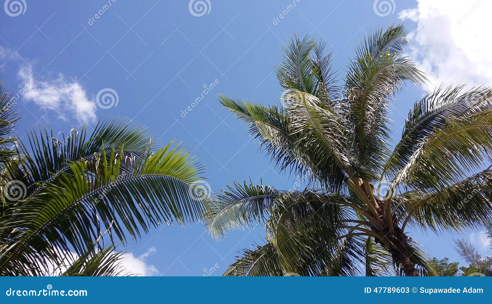 Coconut tree stock image. Image of tree, blue, tropical - 47789603
