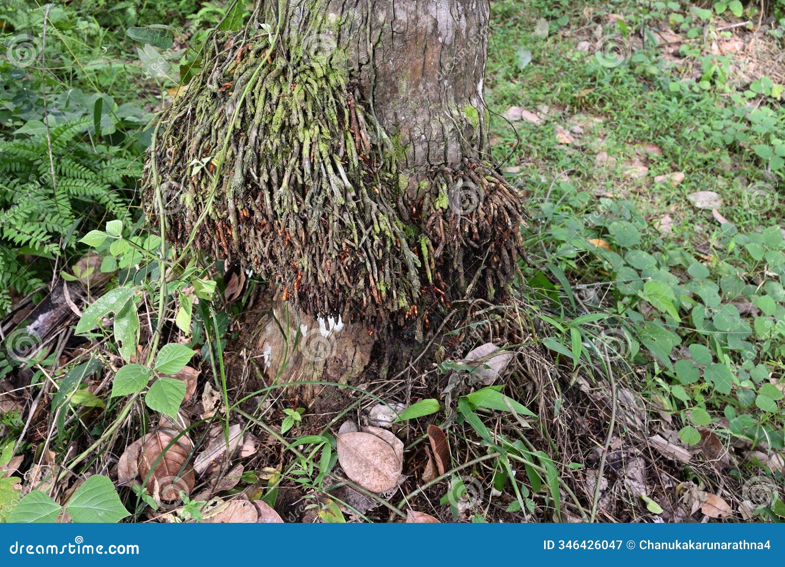 A Coconut Tree Trunk with the Air Roots Growing on the Surface of the ...
