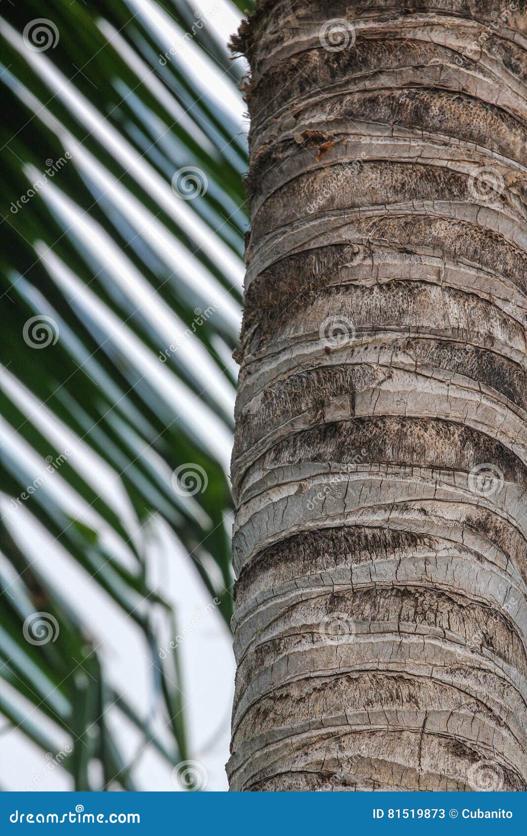 Close Up Of Coconut Fruits On The Corong Corong Beach In El Nido ...