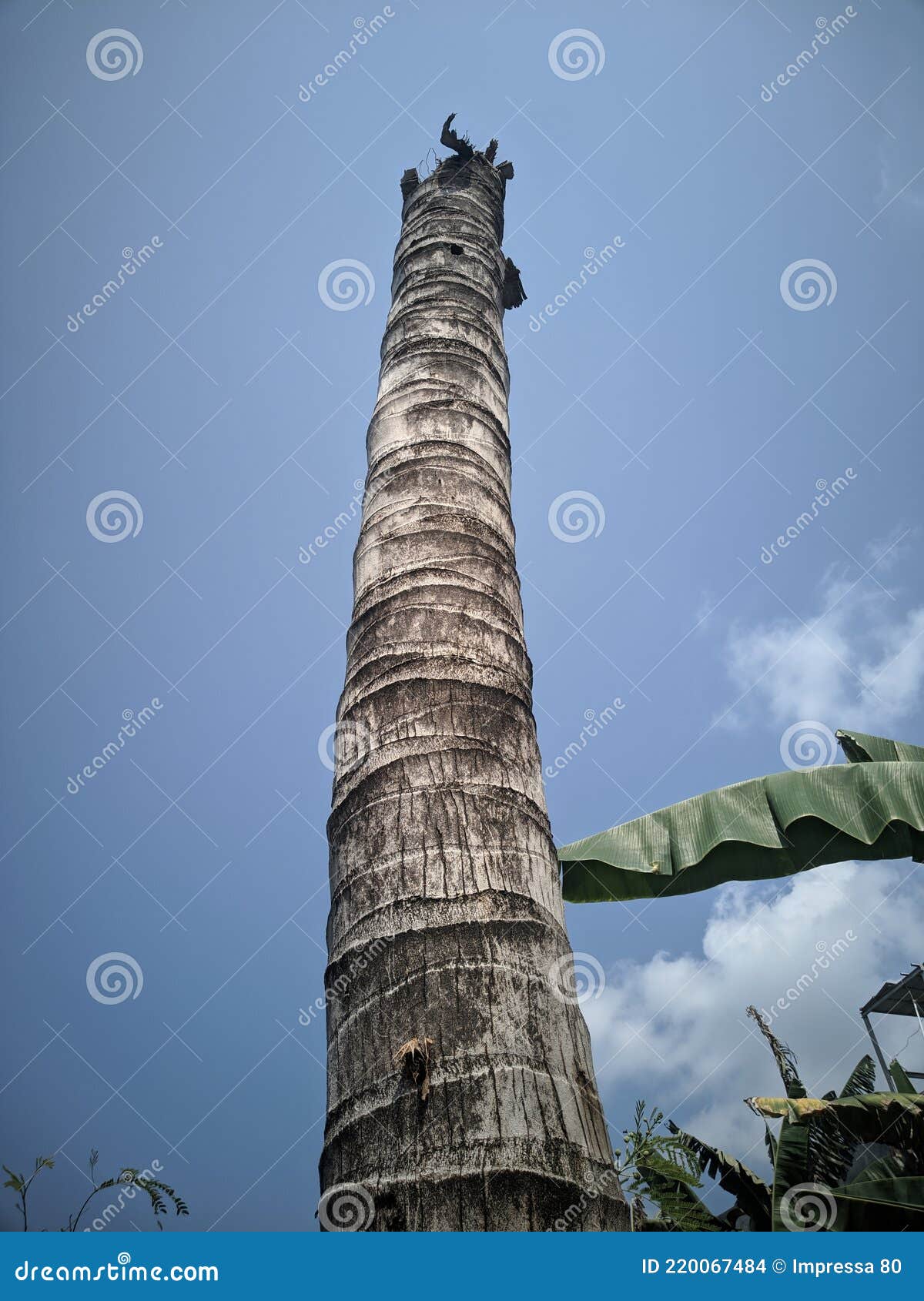 The Coconut Tree Trunk that is Dead but Still Stands Upright Stock ...