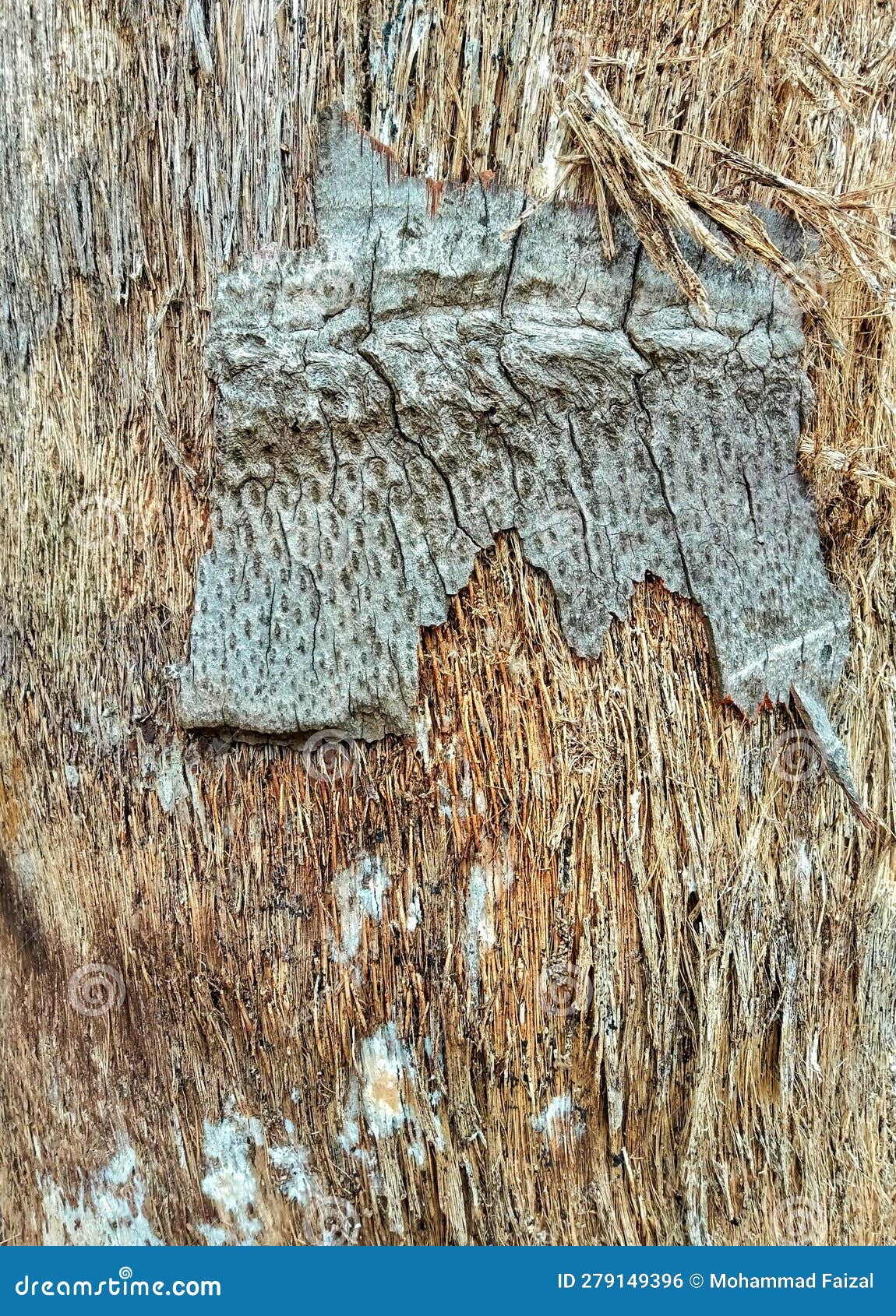 Coconut Tree Trunk that Has Been Peeled Off Stock Photo - Image of ...