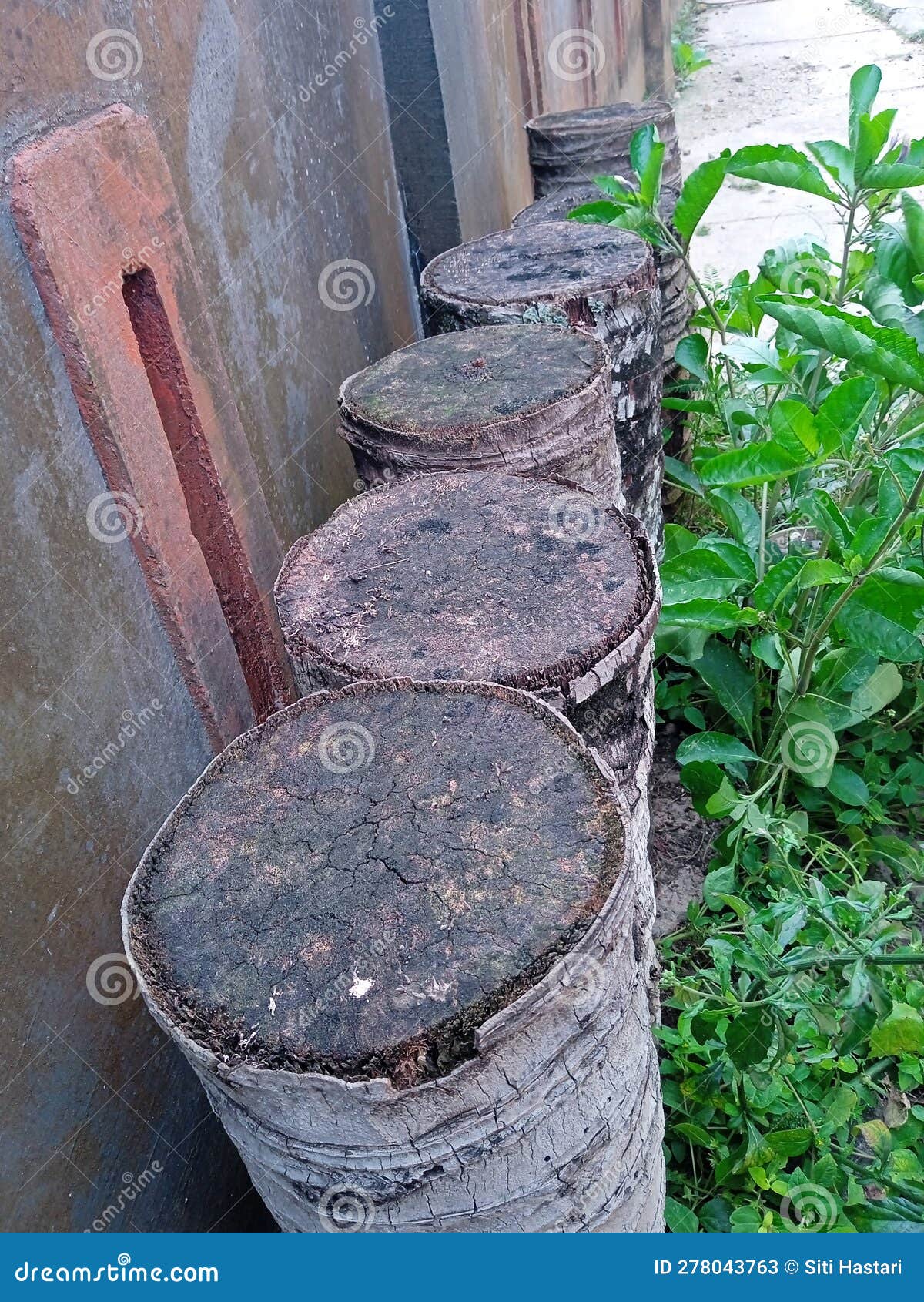 Coconut Tree Trunk with a Little Green Grass Stock Image - Image of ...