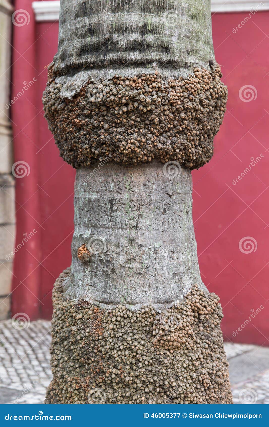 Coconut Tree Trunk with Roots Stock Image - Image of tree, grow: 46005377