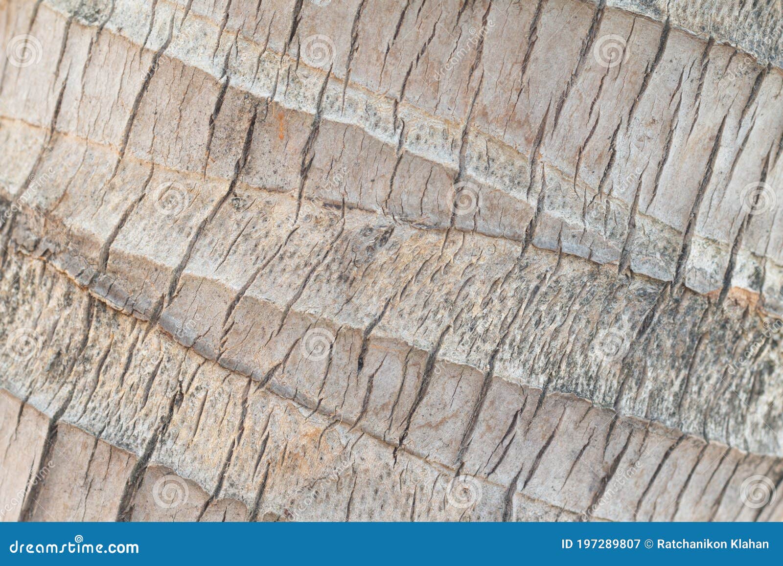 Coconut Tree Trunk Texture Background Stock Image - Image of tree ...