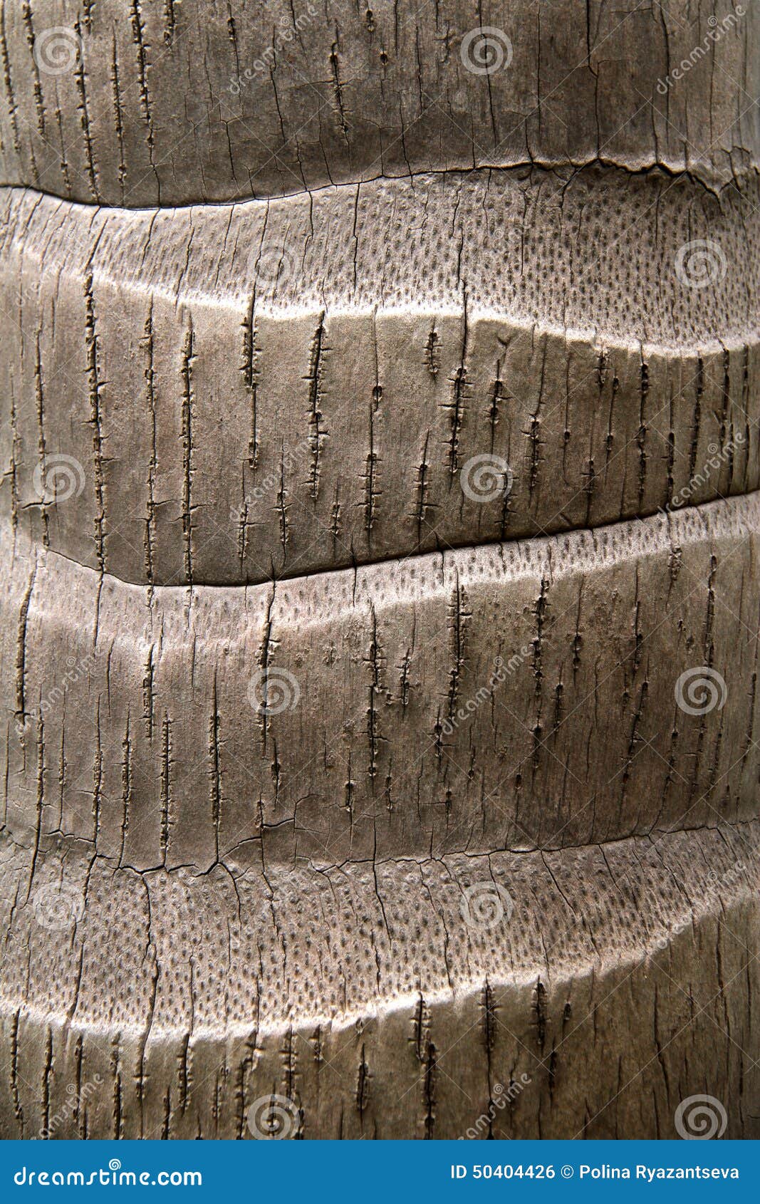 Trunk Texture Background Wallpaper. Tree Stem Texture. Stem Pattern ...