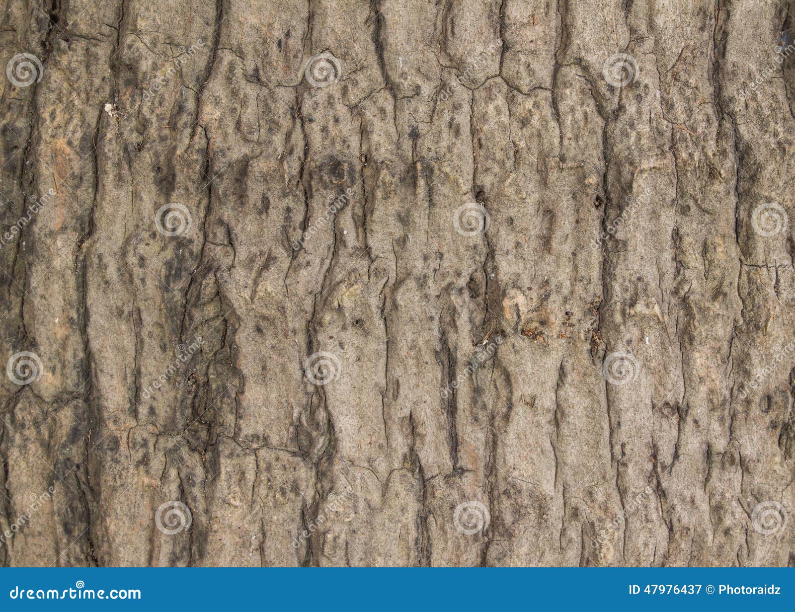 Coconut Tree Trunk Texture Royalty-Free Stock Photography ...