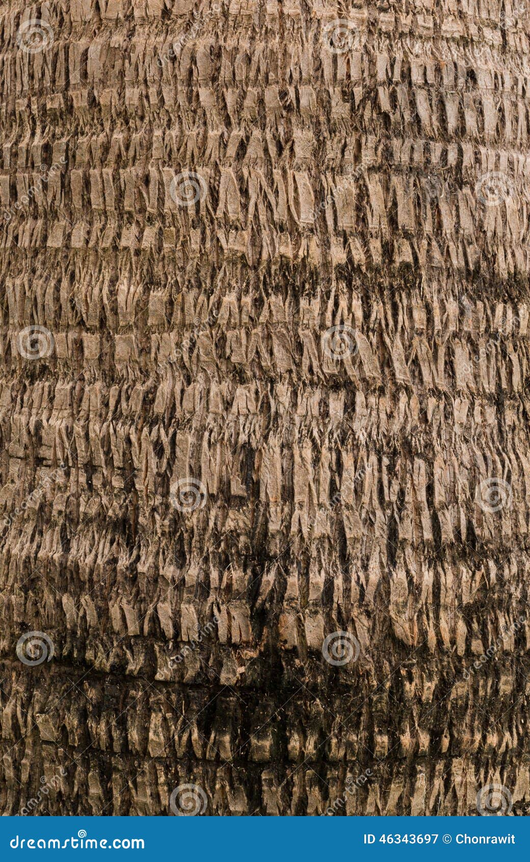 Coconut tree trunk texture stock image. Image of brown - 46343697