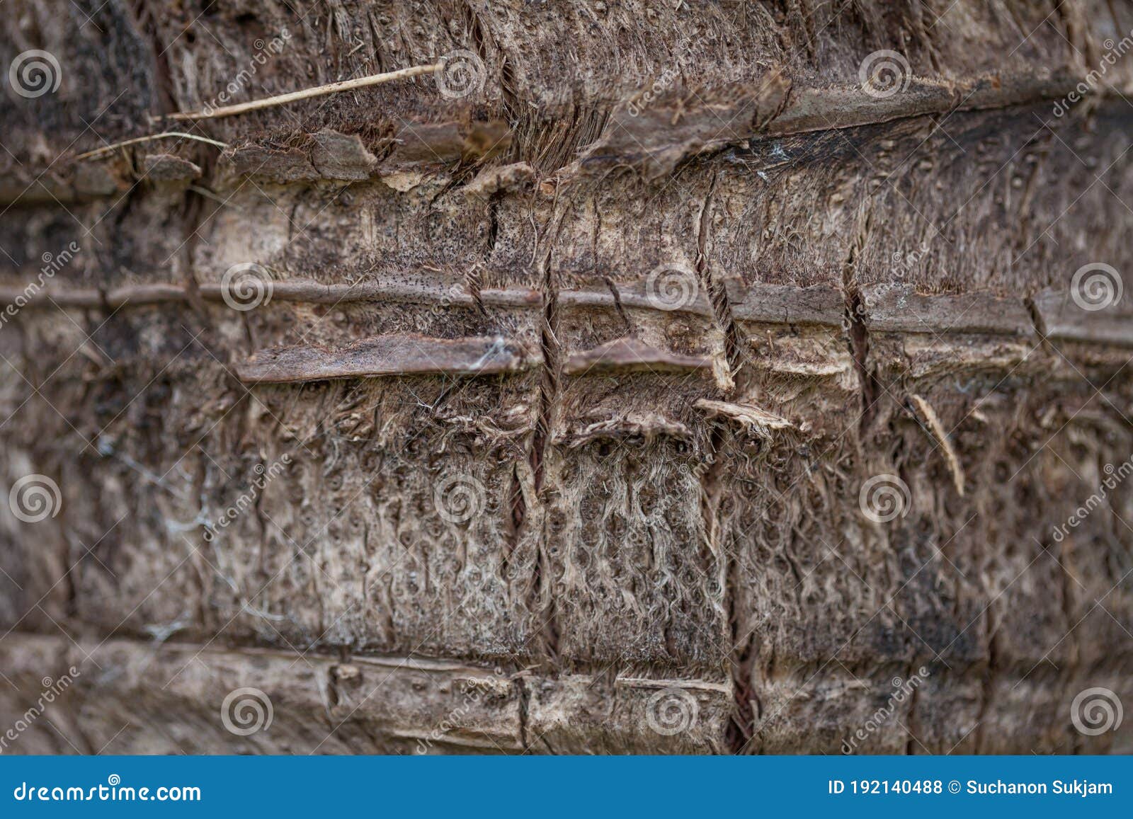 Coconut tree trunk texture stock photo. Image of harsh - 192140488
