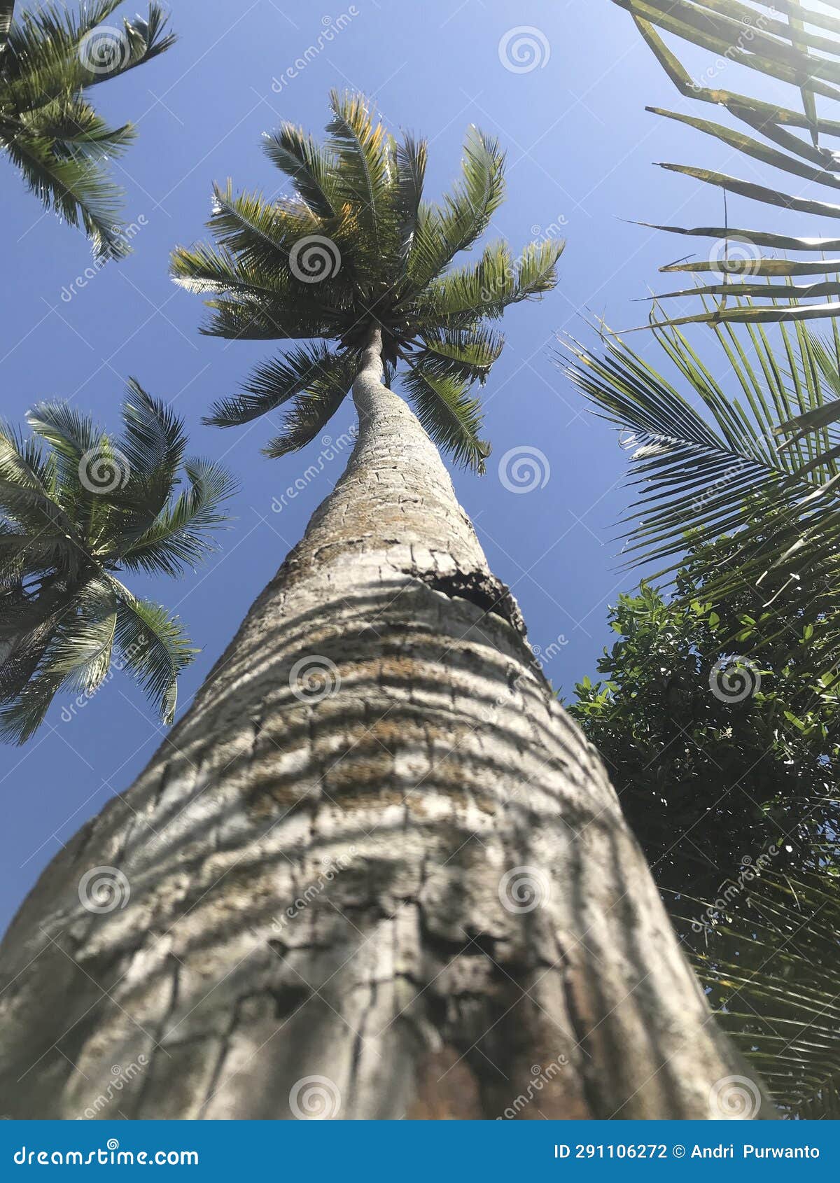 Coconut tree trunk stock photo. Image of landmark, wind - 291106272