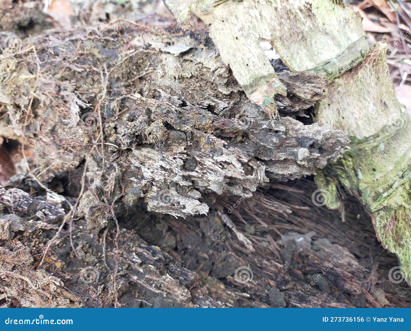 Coconut Tree Trunks that Have Collapsed and Rotted Stock Photo - Image ...