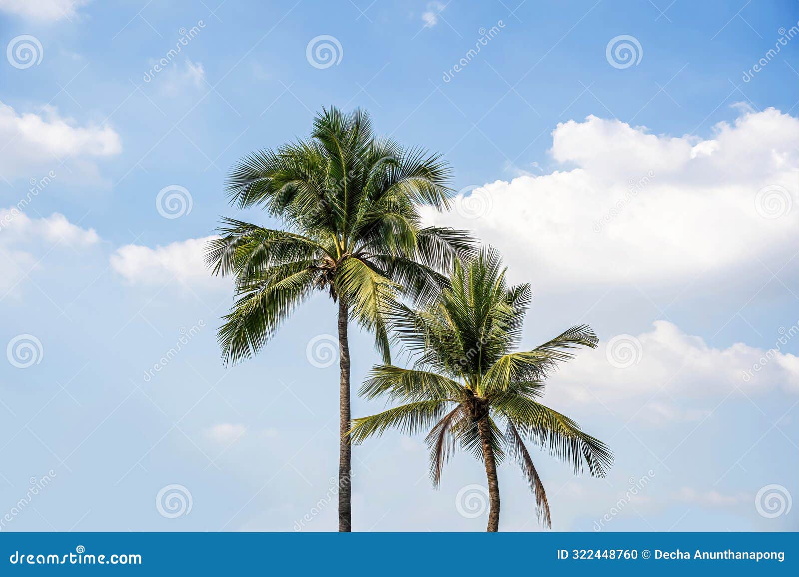 Coconut tree stock photo. Image of sunny, palm, color - 322448760