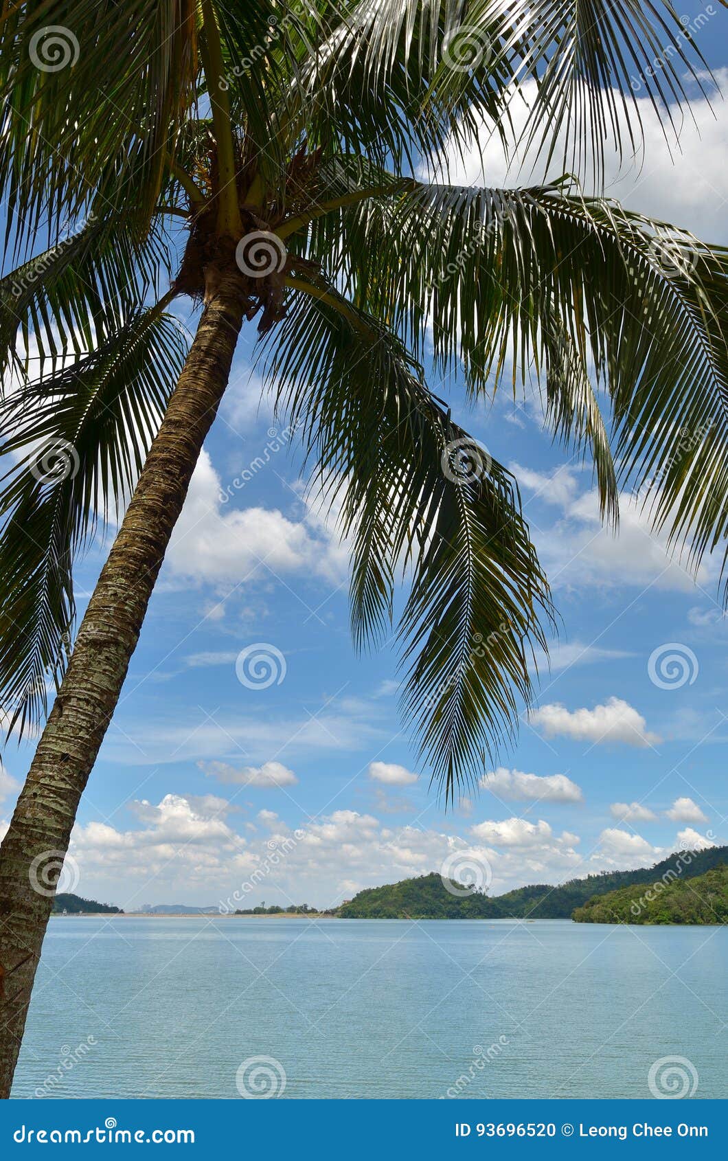 Coconut Tree Under Blue Sky and Bright Sun Stock Photo - Image of blue ...