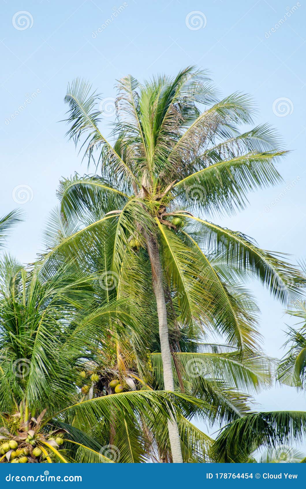 Coconut tree stock photo. Image of tropical, branch - 178764454