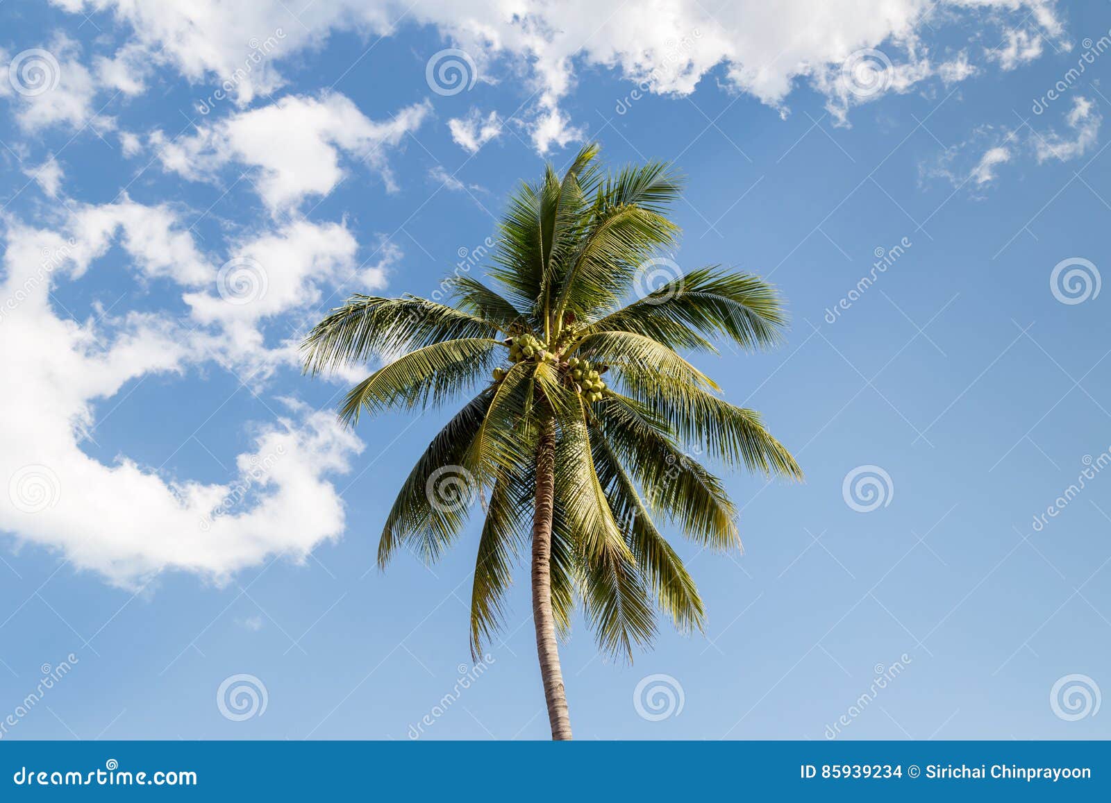 Coconut Tree Under Cloud and Blue Sky Stock Photo - Image of travel ...