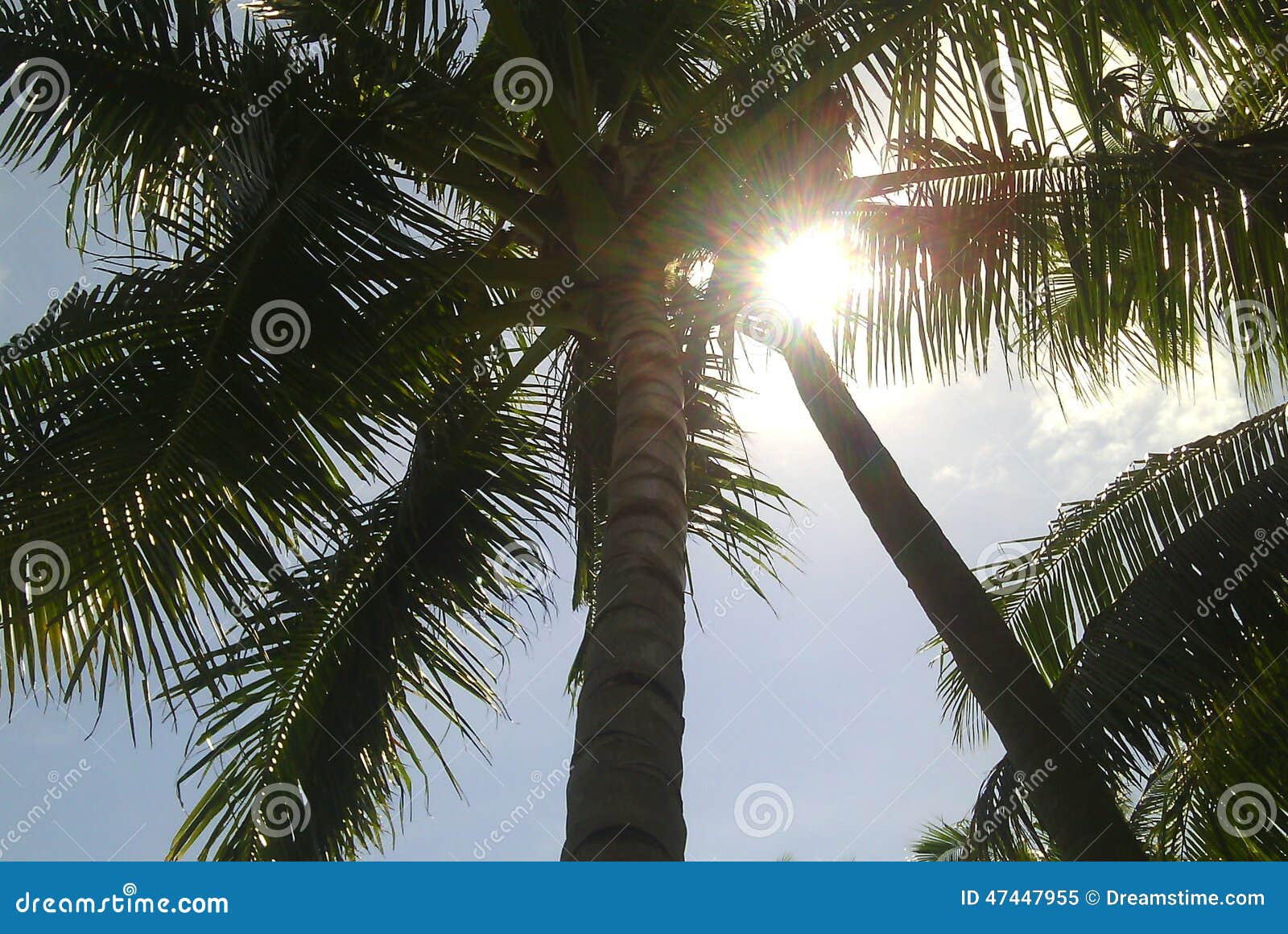 Coconut tree under the sun stock image. Image of background - 47447955
