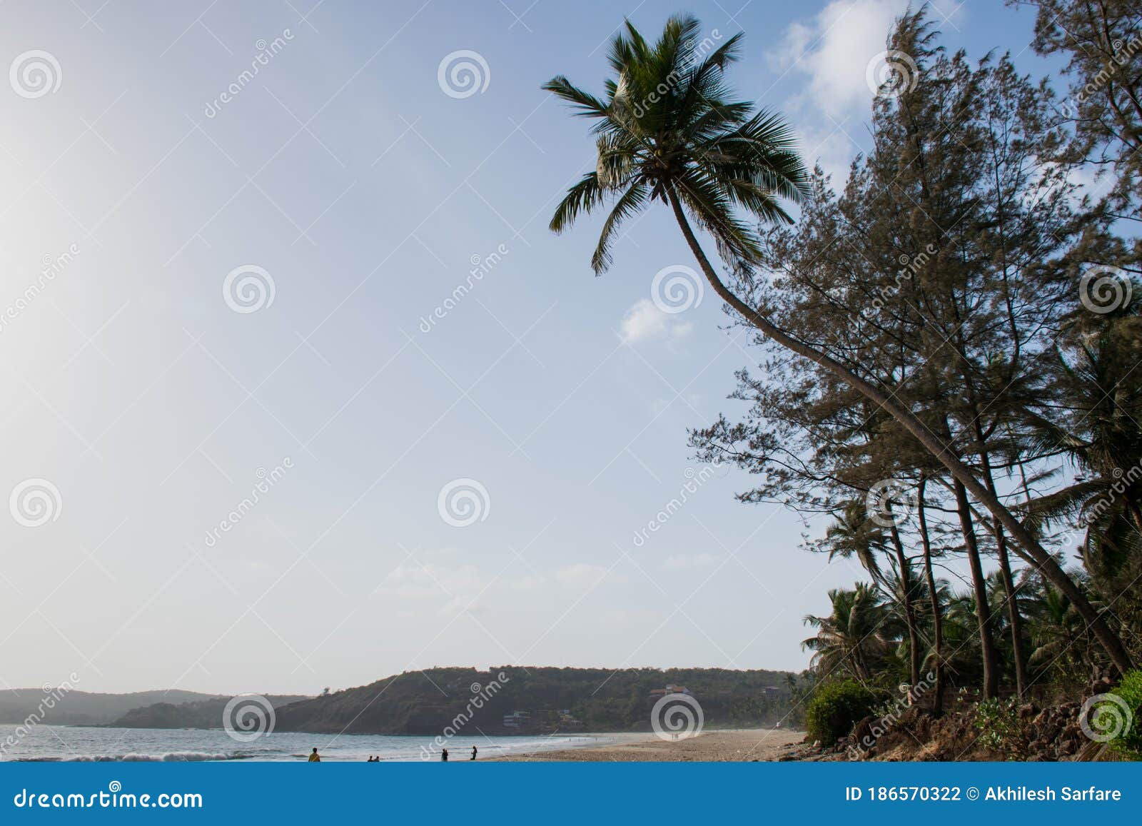 Coconut Tree at Velneshwar Beach in Maharashtra State of India Stock ...