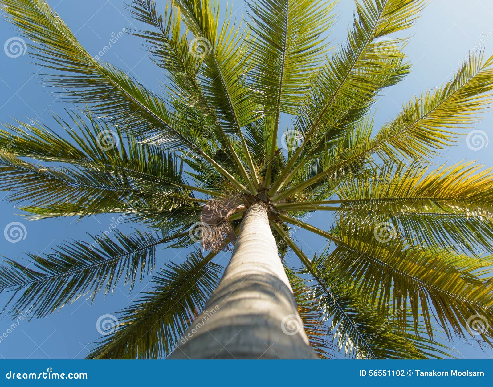 Coconut tree stock photo. Image of leaf, blue, large - 56551102