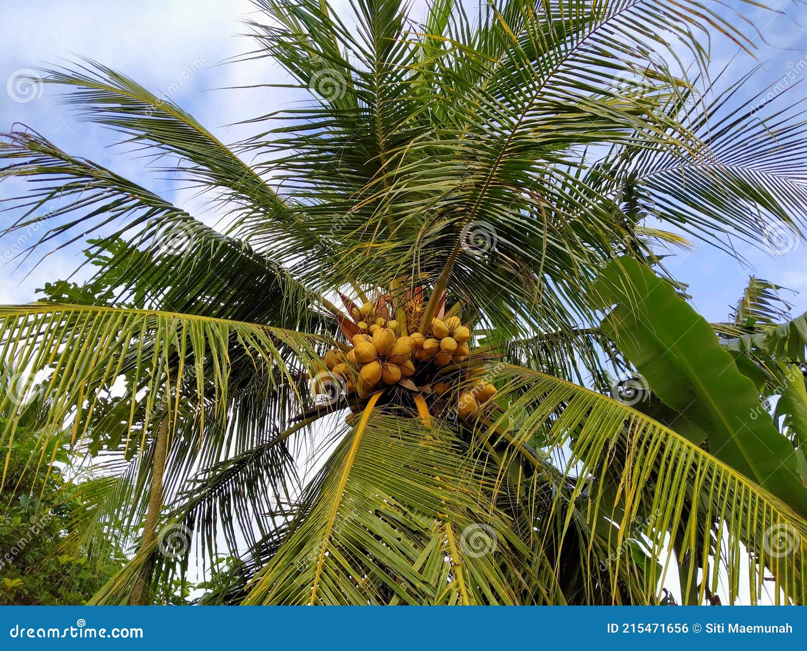 The Coconut Tree is Very Fruitful with Blue Clouds in the Daytime Stock ...