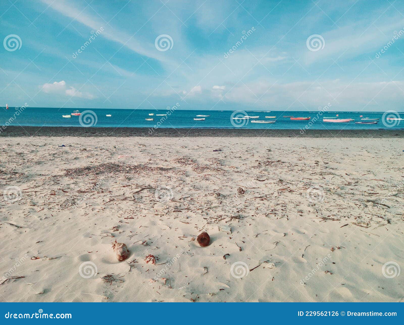 Coconut tree view stock photo. Image of cocnut, view - 229562126