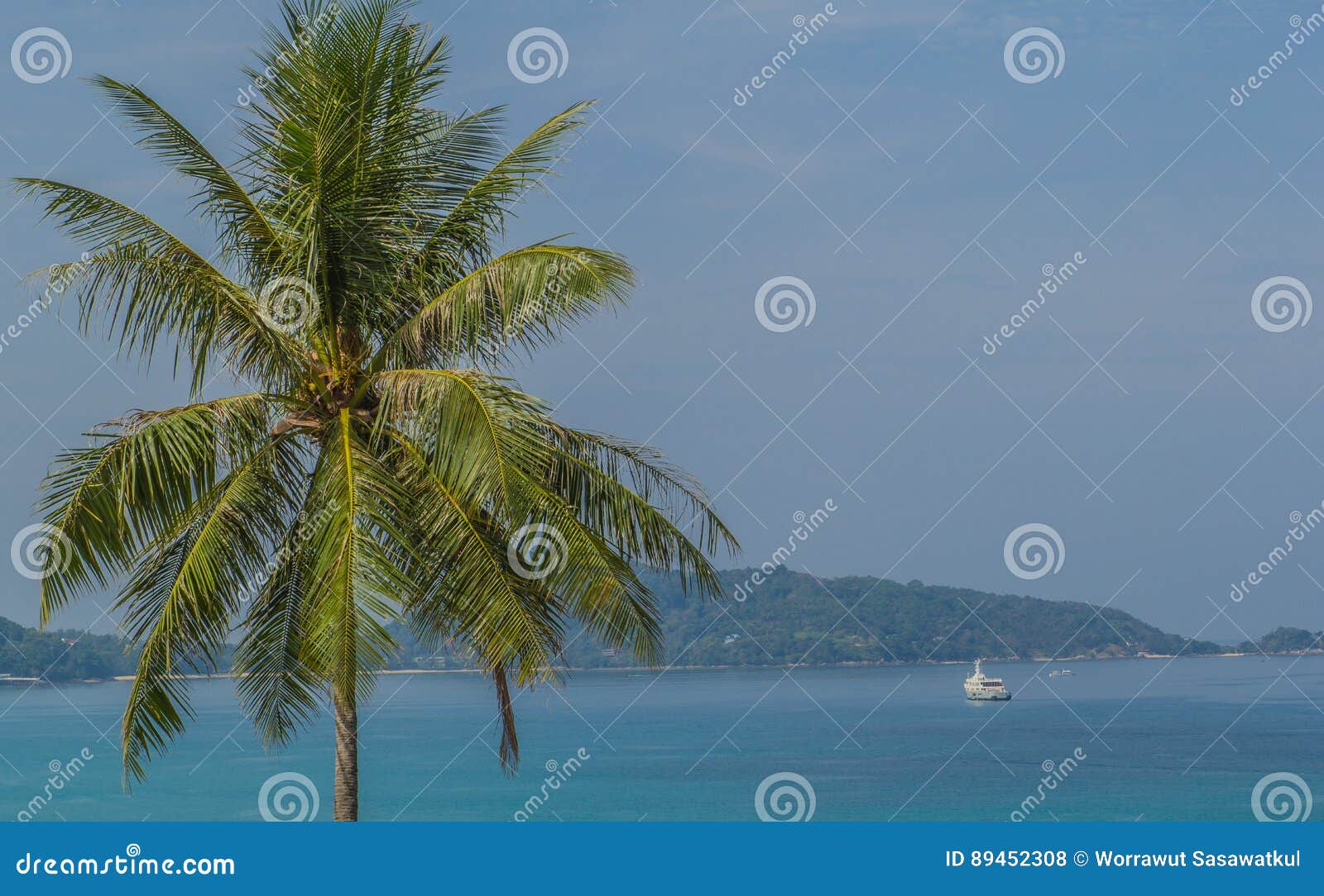 Coconut tree stock photo. Image of flora, nature, palm - 89452308
