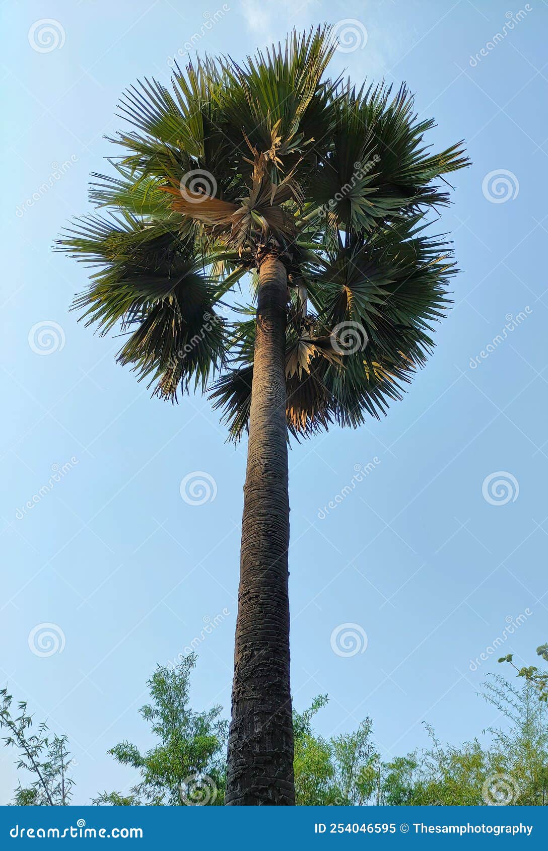 Coconut tree stock image. Image of tropical, plants - 254046595