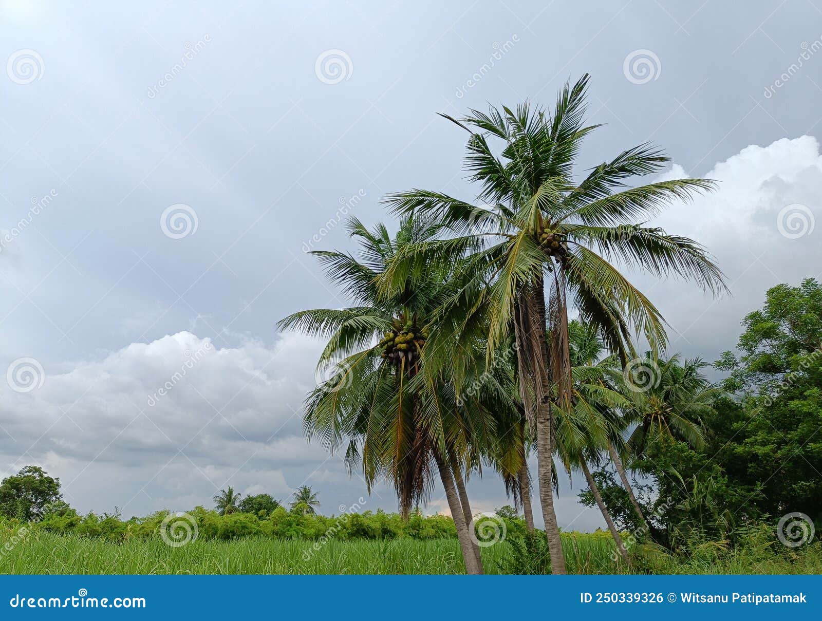 Coconut Tree View, Sky Background Stock Photo - Image of coco, beauty ...