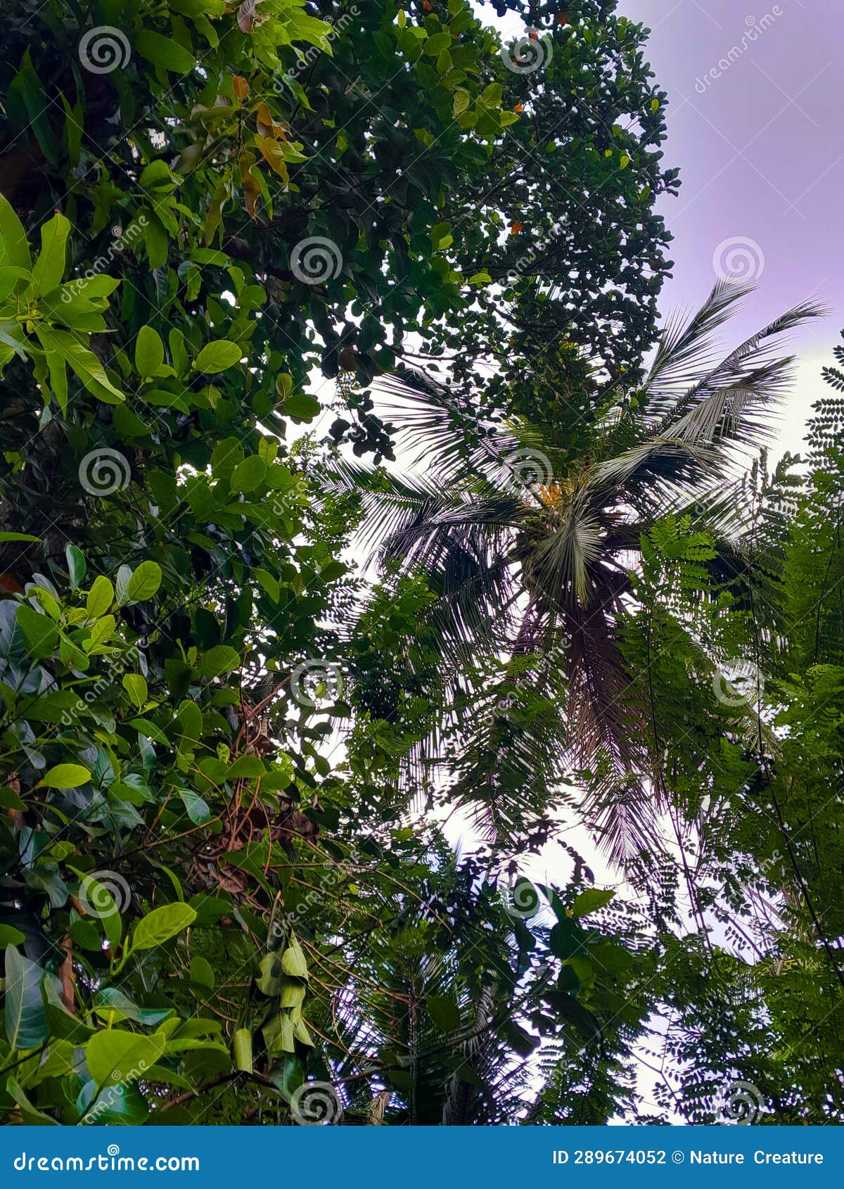 Coconut tree view stock photo. Image of shrub, produce - 289674052
