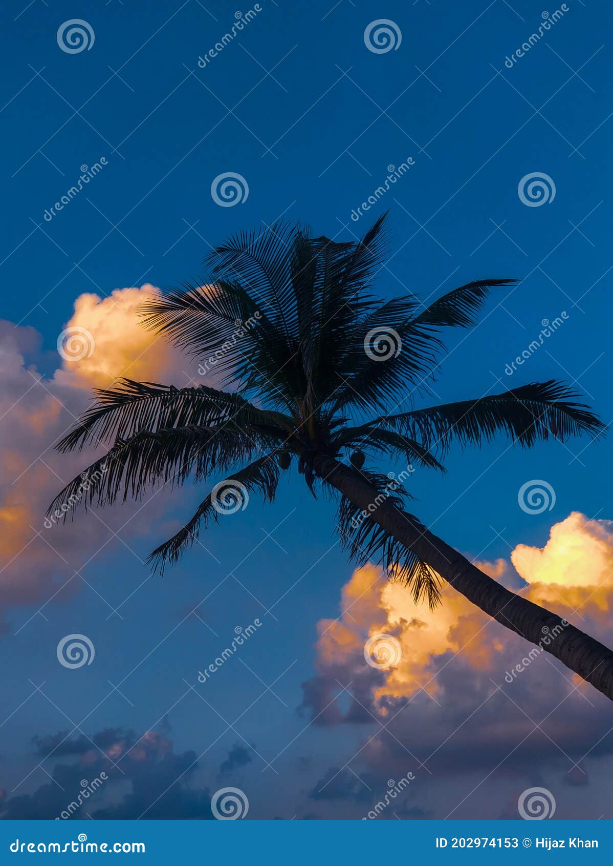 Coconut Tree View in Twilight Sky Stock Image - Image of minicoy, cloud ...