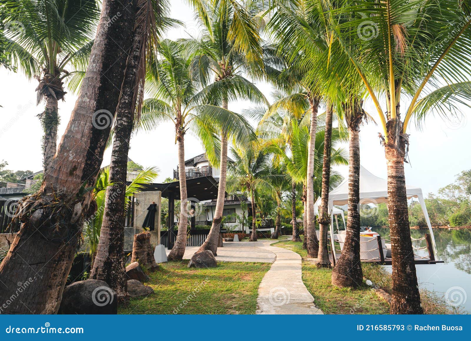 Coconut Tree Walkway at the Sea Stock Image - Image of green, asia ...