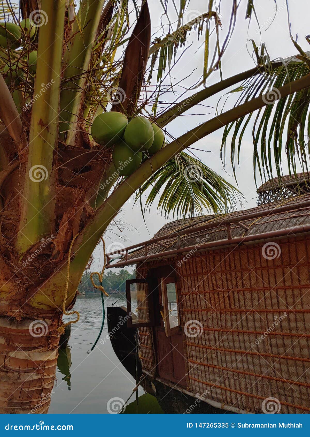 Coconut tree water boat stock image. Image of boat, coconut - 147265335