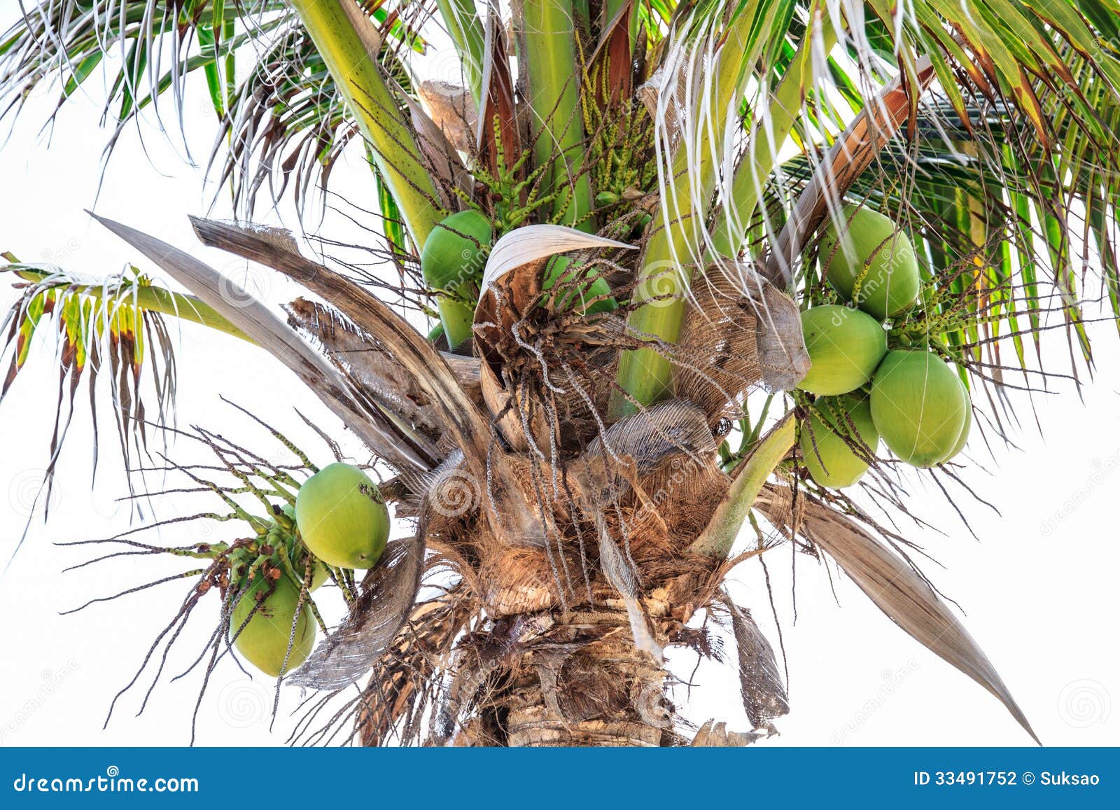 Coconut tree stock photo. Image of healthy, plant, gourmet - 33491752
