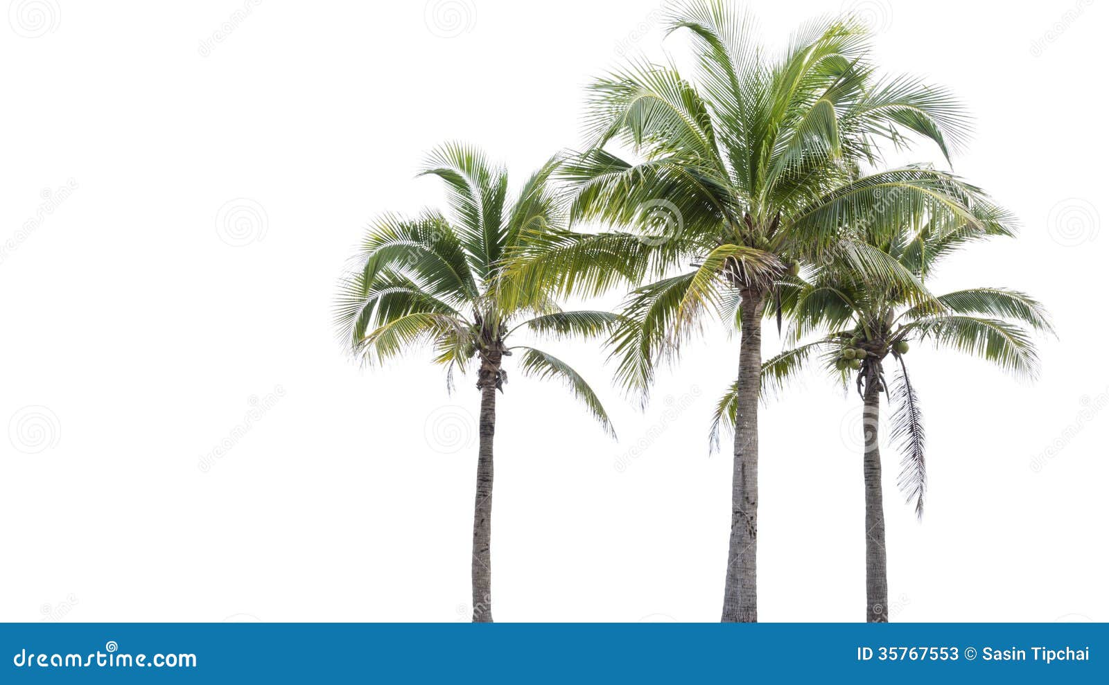 Coconut tree stock image. Image of exotic, branch, leaves - 35767553