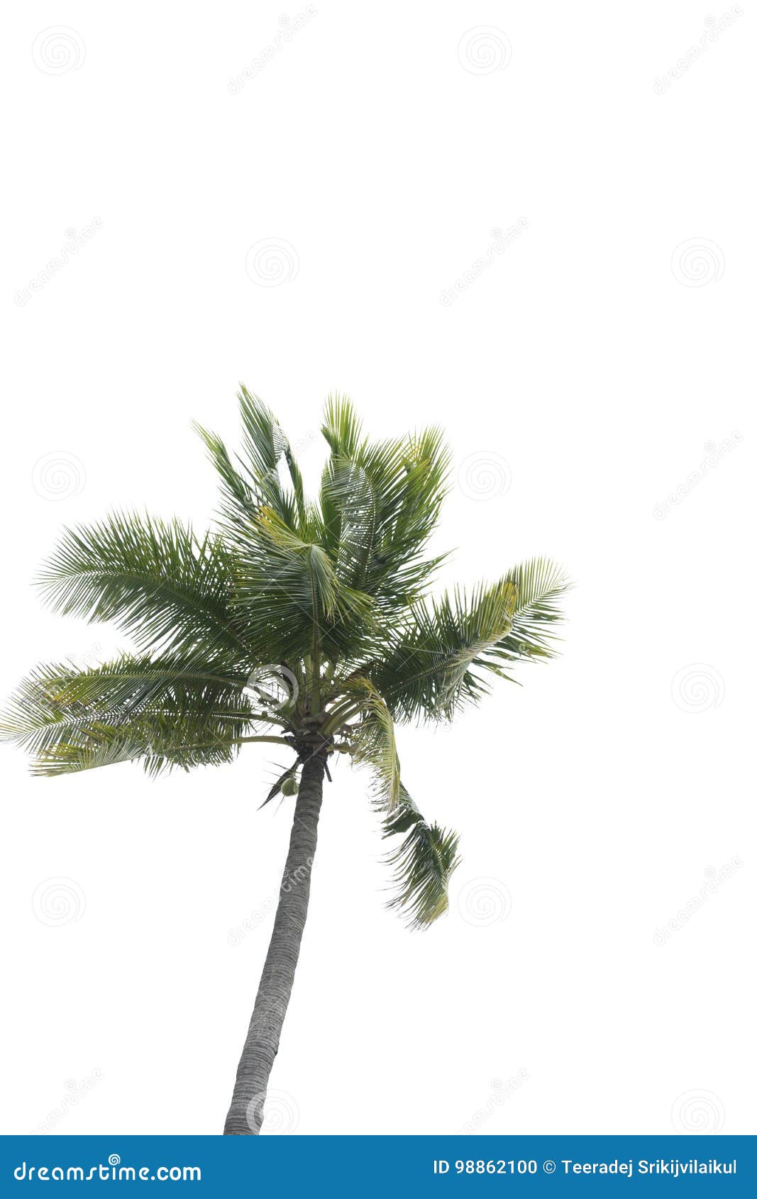 Coconut Tree on the White Background Stock Photo - Image of high, frond ...