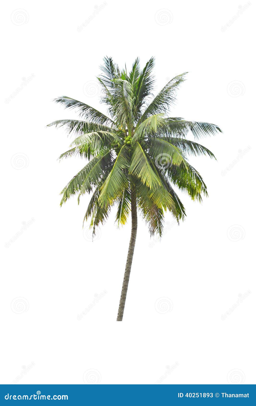 Coconut Tree on a White Background Stock Image - Image of palm, exotic ...