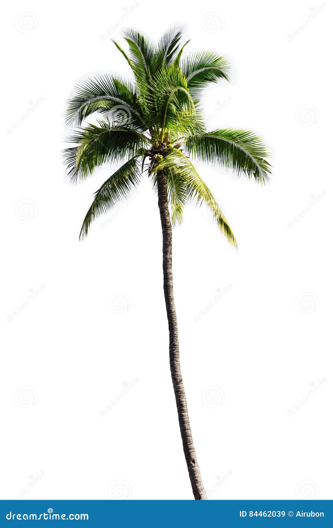 Coconut Tree on White Background Stock Image - Image of plant, trunk ...