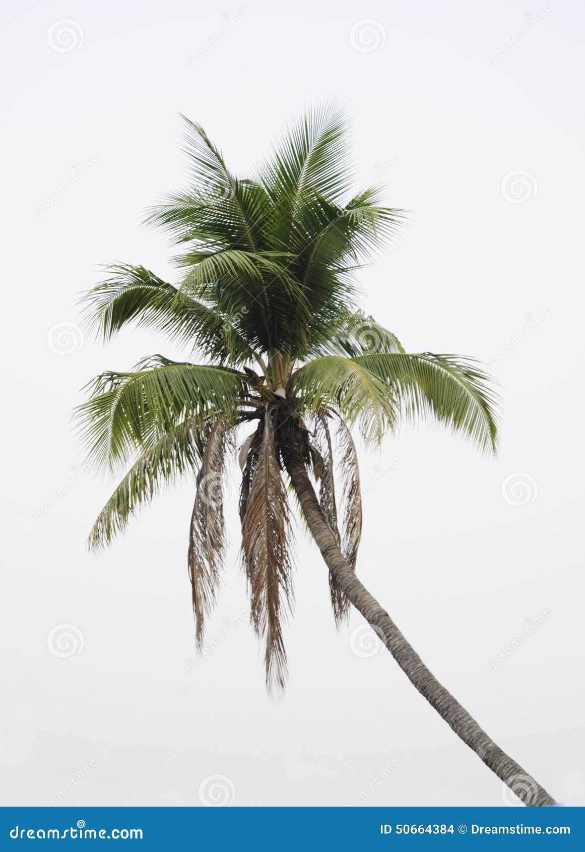 Coconut Tree and White Background Stock Photo - Image of coconut ...