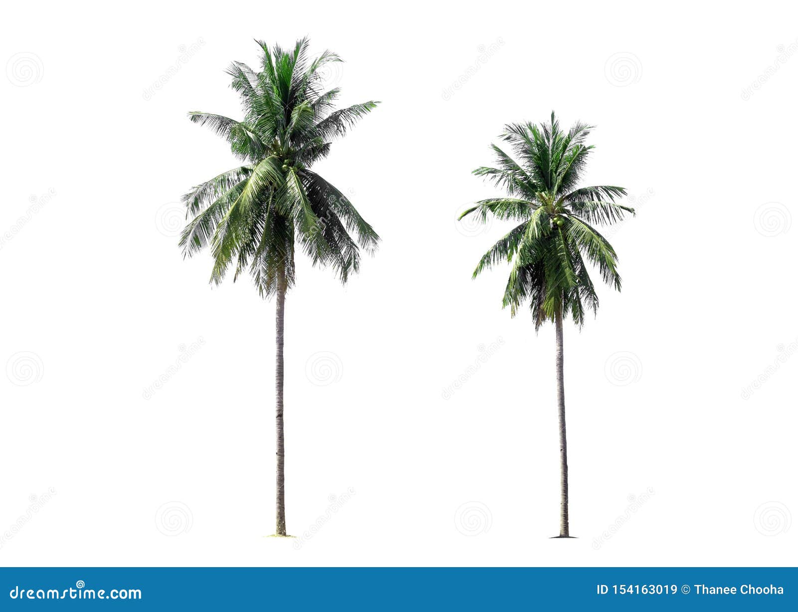 Coconut Tree on White Background, Tropical Trees Isolated Used for ...