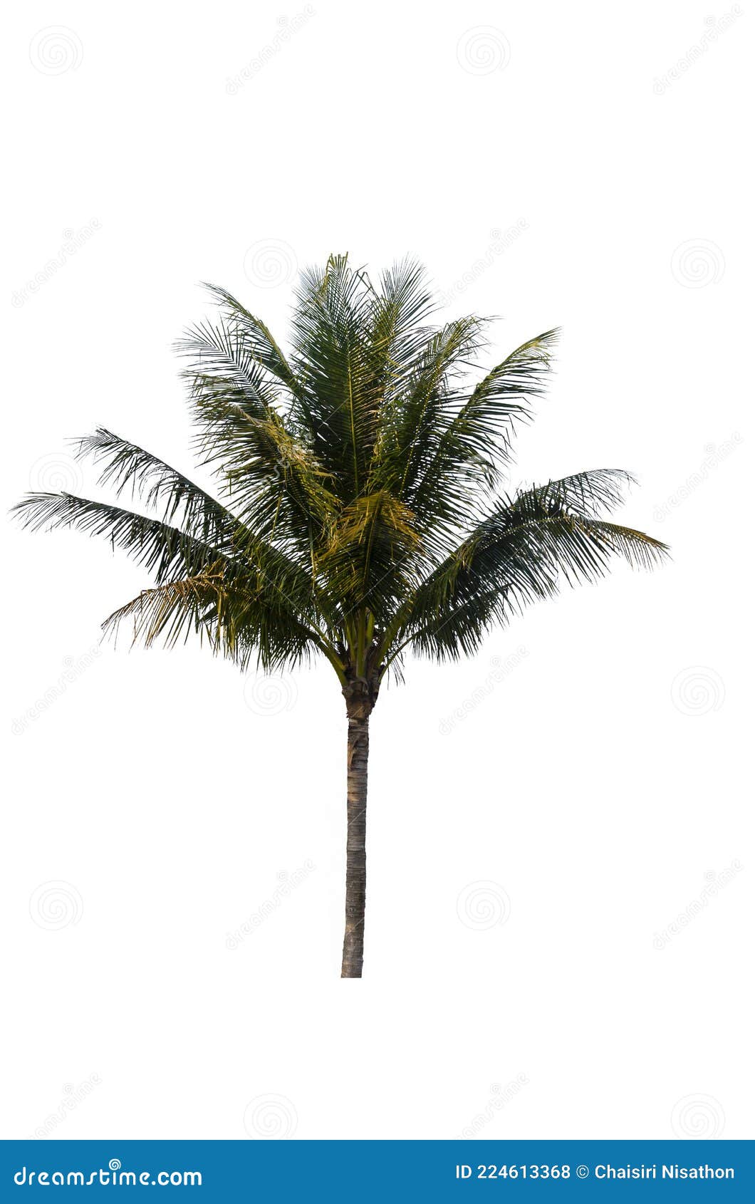 Coconut Tree on White Background, Tropical Trees Isolated Used for ...