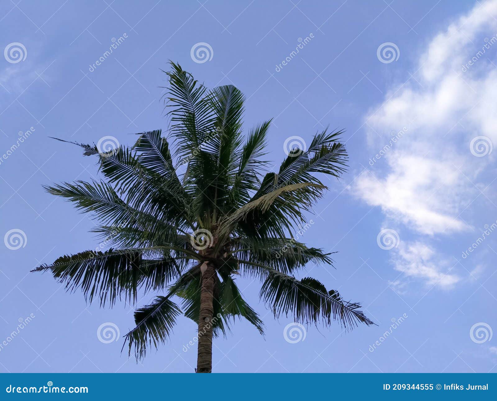 Coconut Tree on White Cloud Background Stock Image - Image of object ...