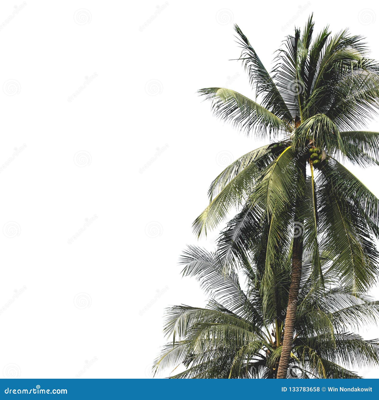 Coconut tree on white stock photo. Image of white, tree - 133783658