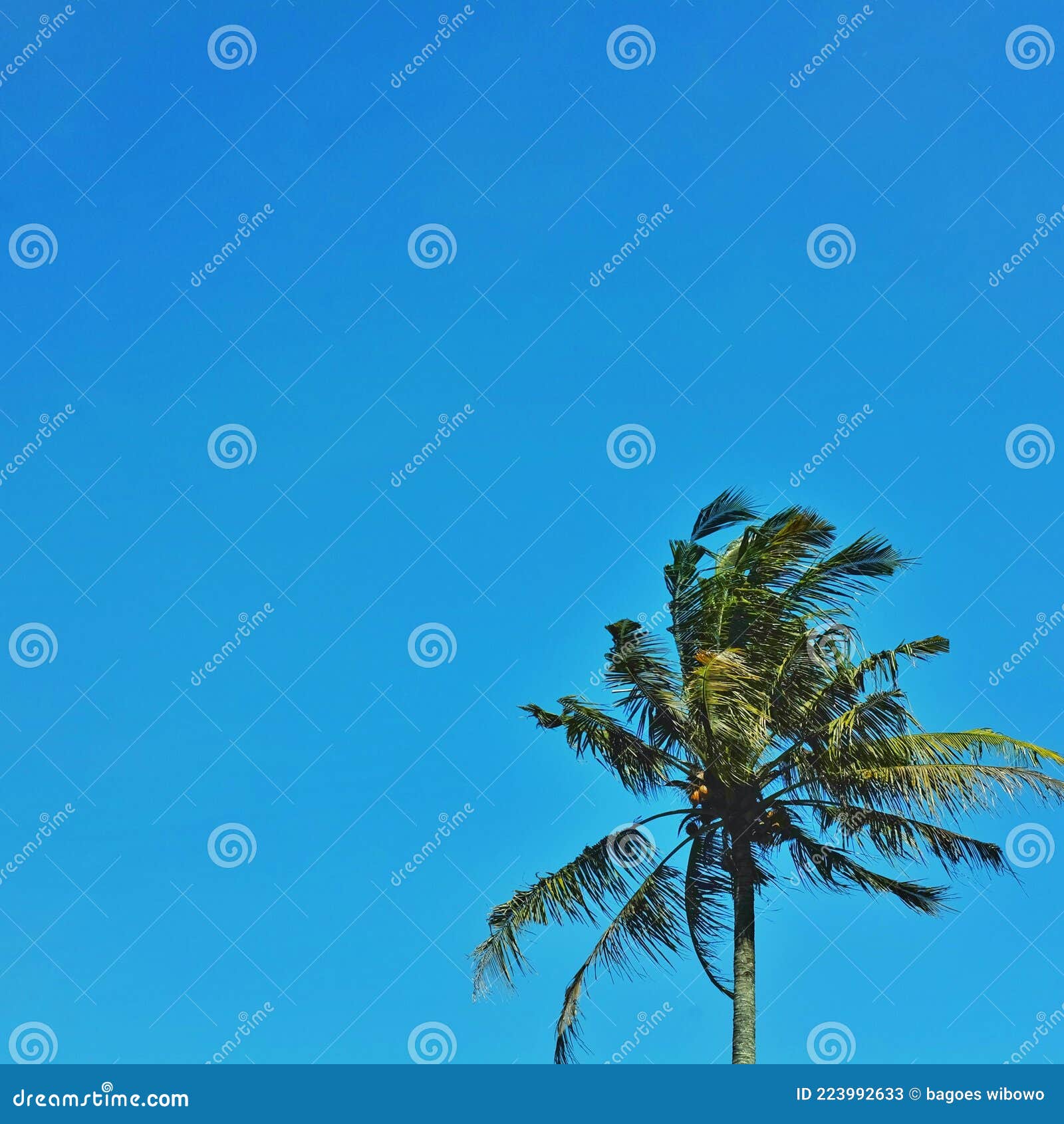 Coconut tree in wind stock image. Image of wind, nature - 223992633