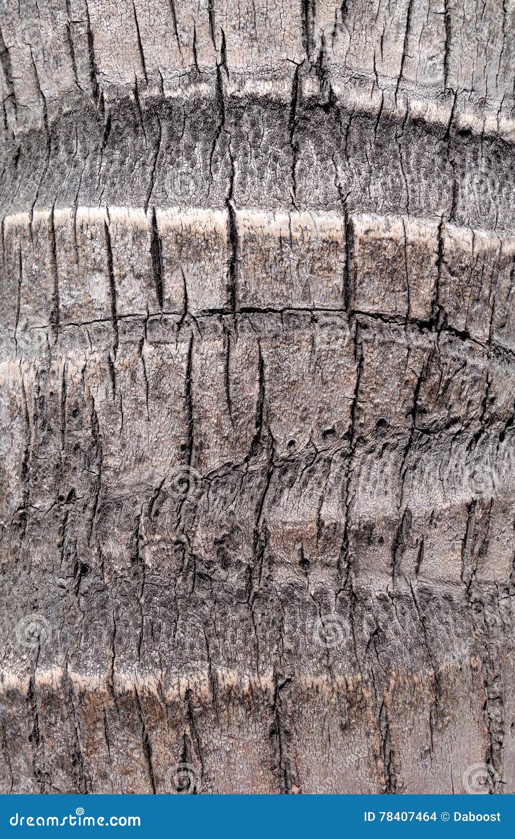 Coconut Tree Wood Bark Texture Stock Photo - Image of brown, trunk ...