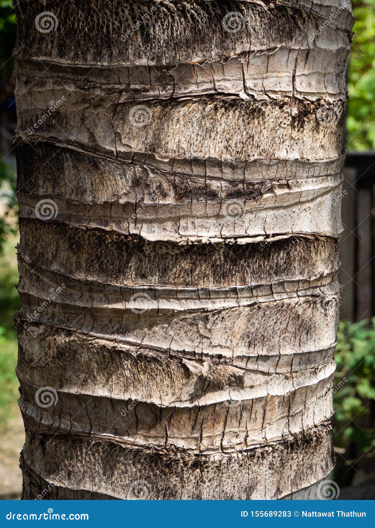 A Coconut Tree Wooden Texture. Stock Image - Image of wooden, nature ...