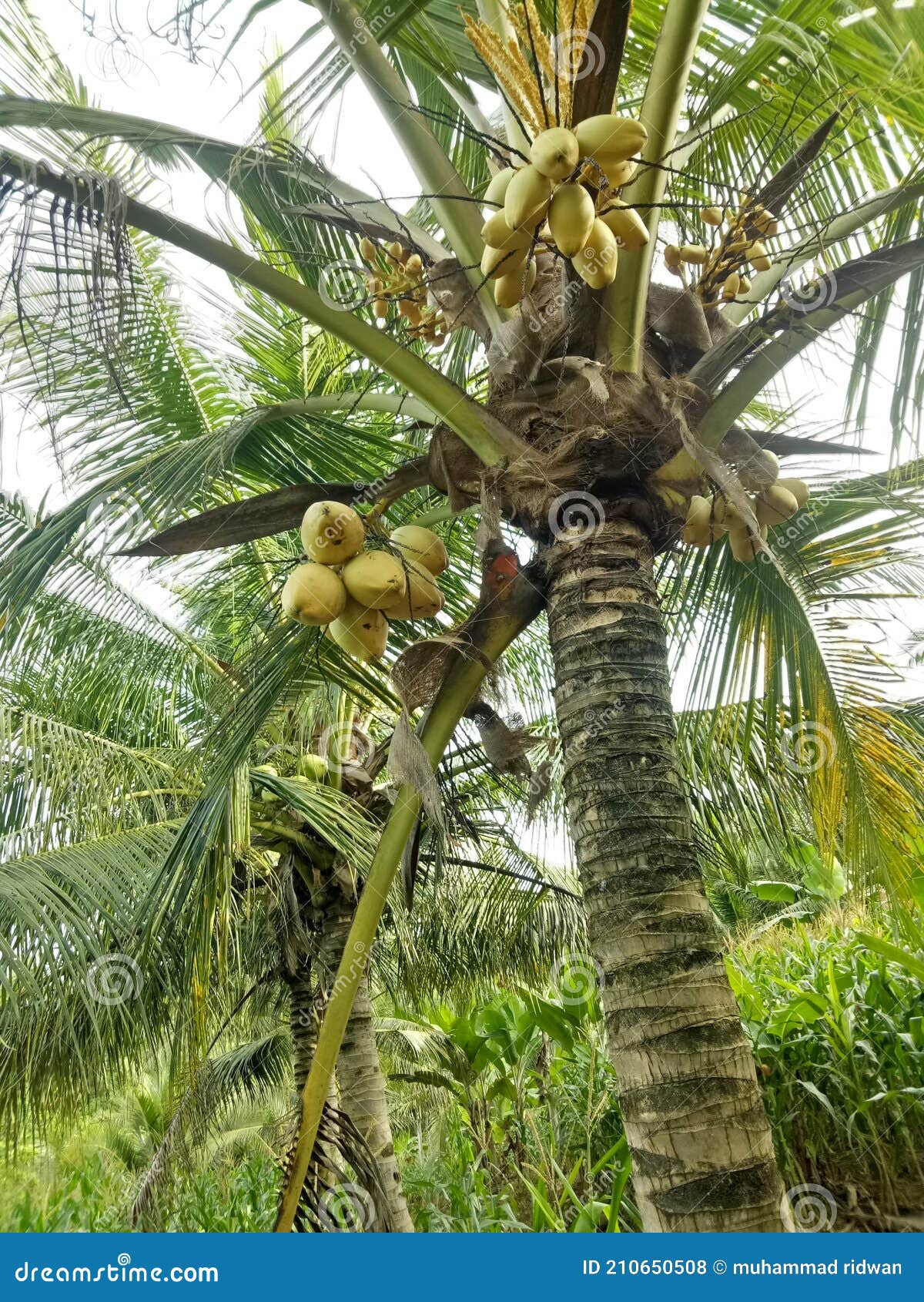 Coconut tree Yellow stock photo. Image of flower, tropics - 210650508