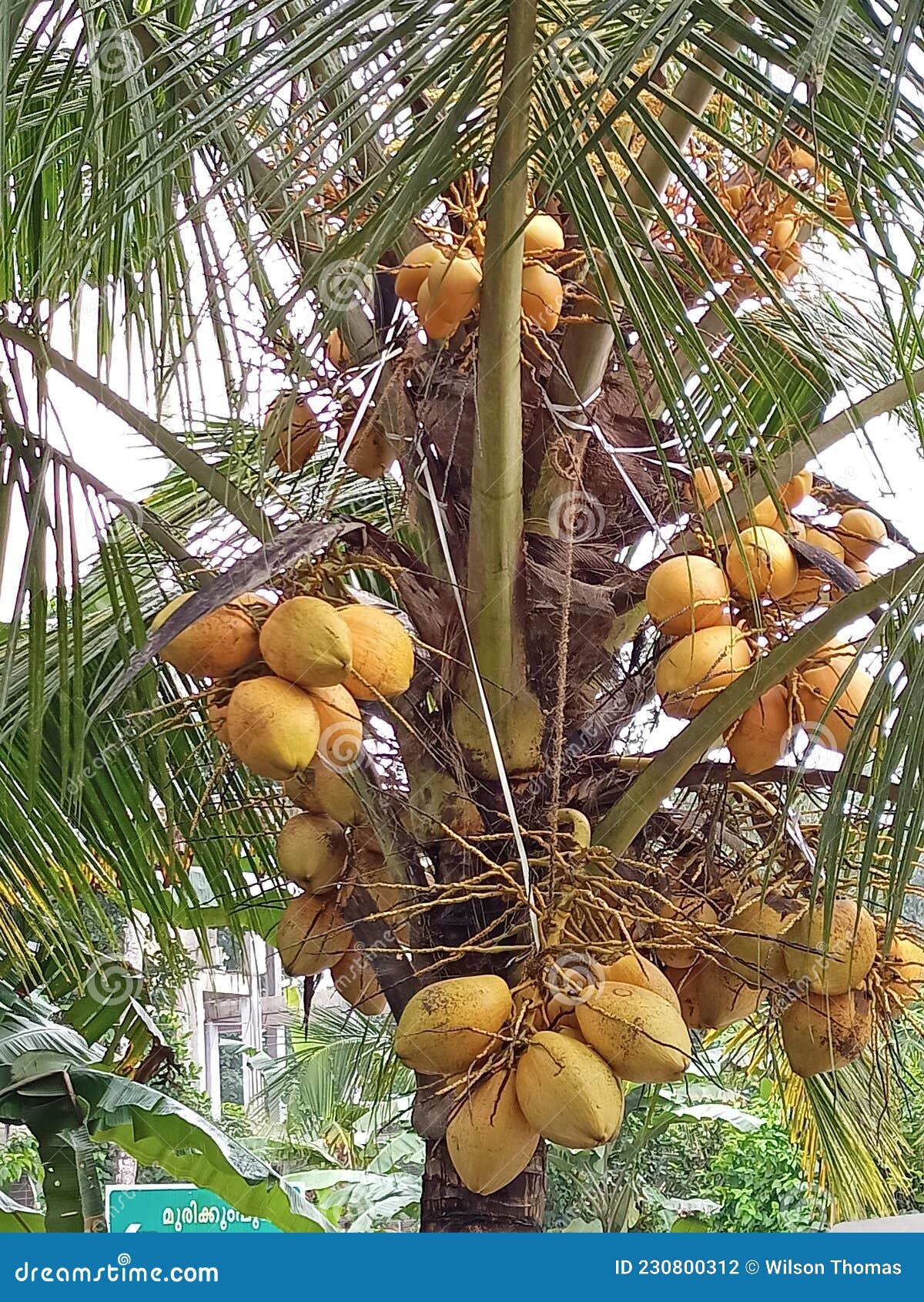 Coconunt Stock Photos - Free & Royalty-Free Stock Photos from Dreamstime