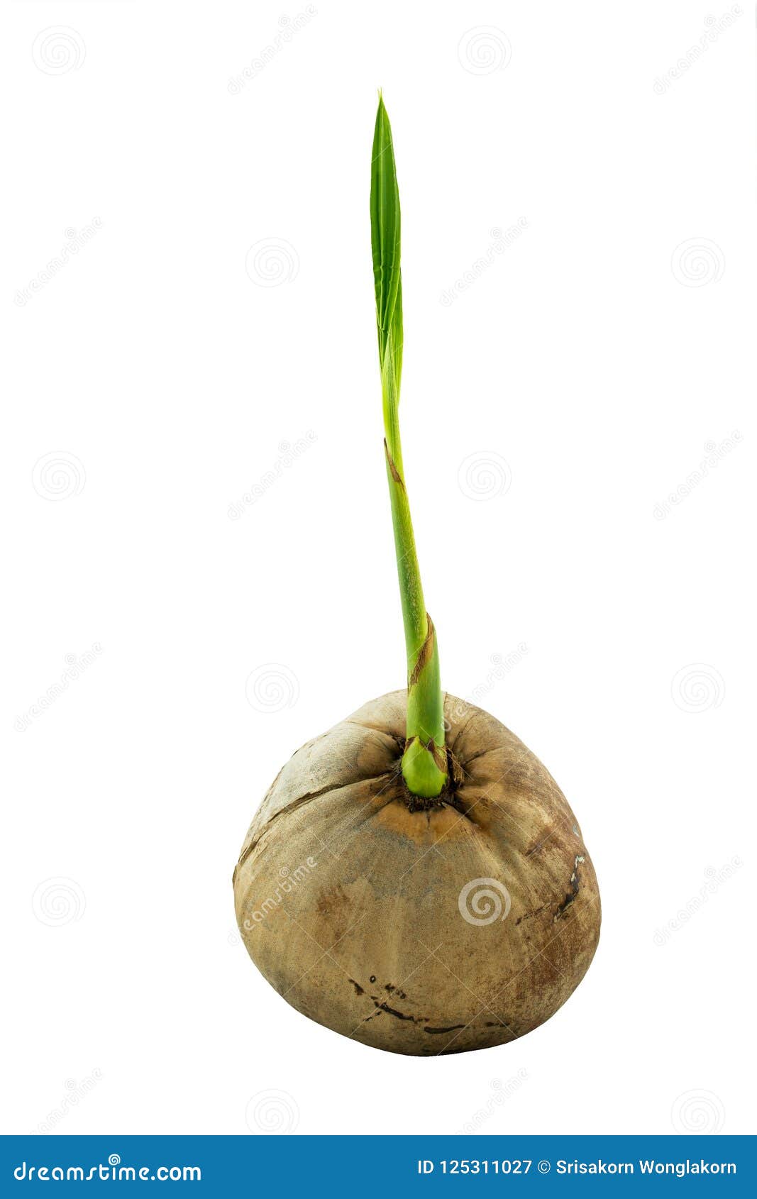 Coconut Tree, Young Tree Growing Stock Image - Image of isolated ...