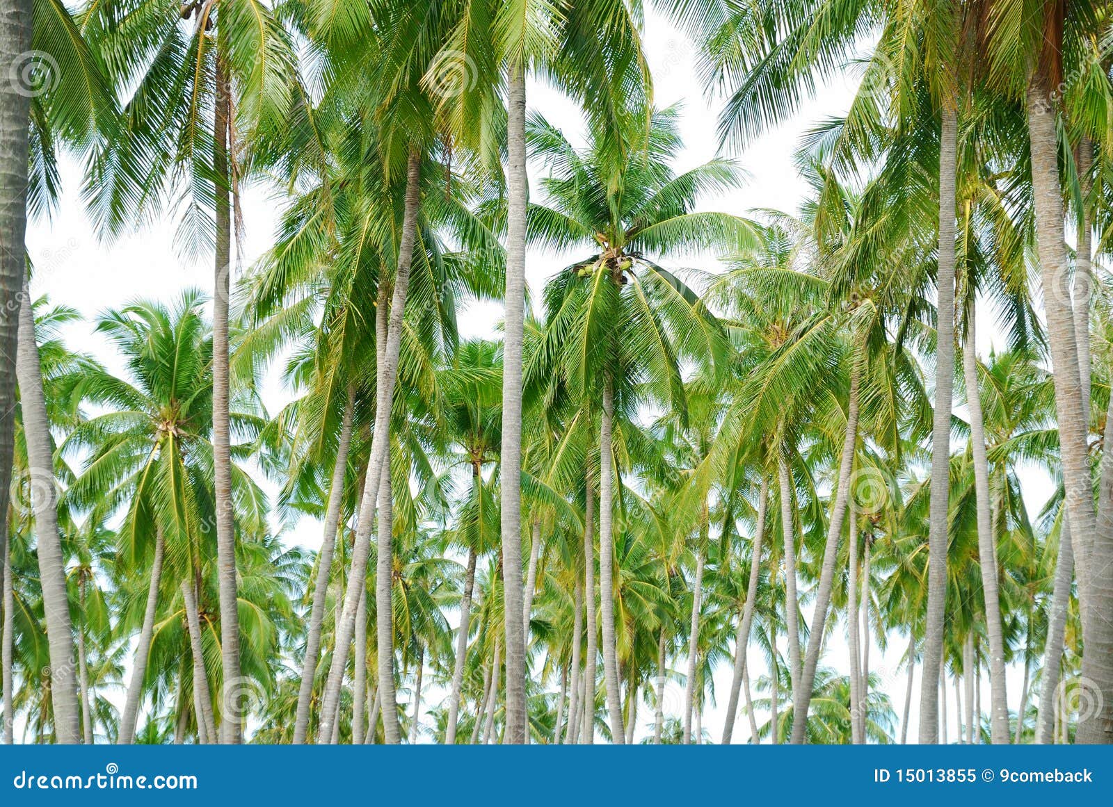 Coconut trees stock image. Image of enjoy, cloud, nature - 15013855