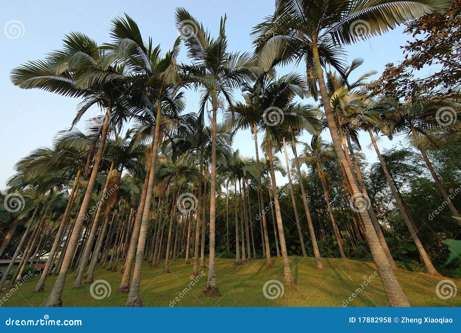 Coconut trees stock photo. Image of beautiful, plant - 17882958