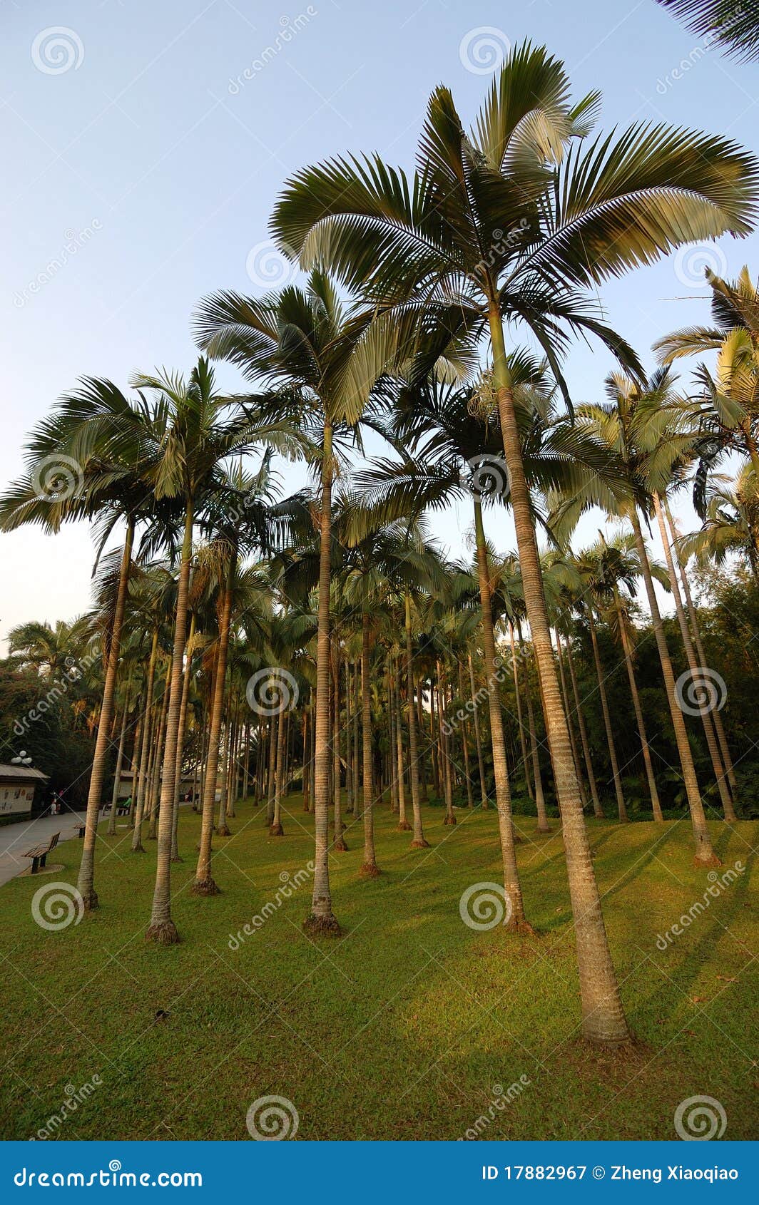 Coconut trees stock image. Image of beautiful, seaside - 17882967