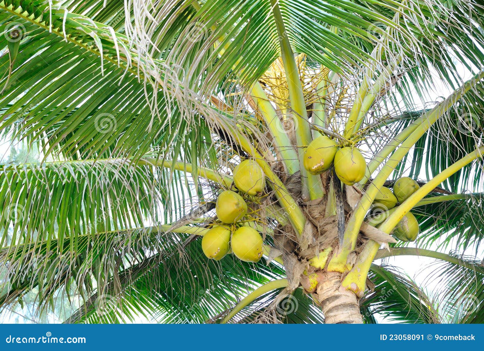 Coconut trees stock image. Image of forrest, dense, coconut - 23058091